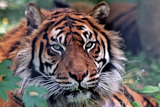 20 ANIMAUX EN DANGER