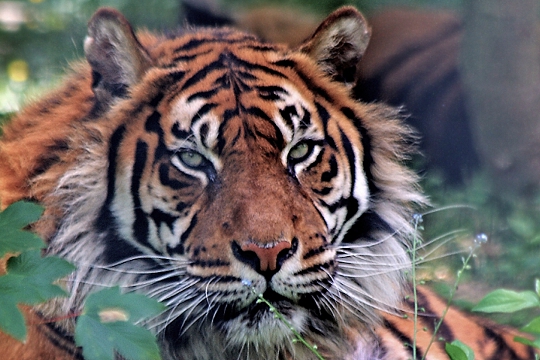 20 ANIMAUX EN DANGER