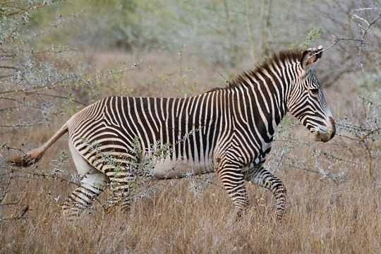 20 ANIMAUX EN DANGER